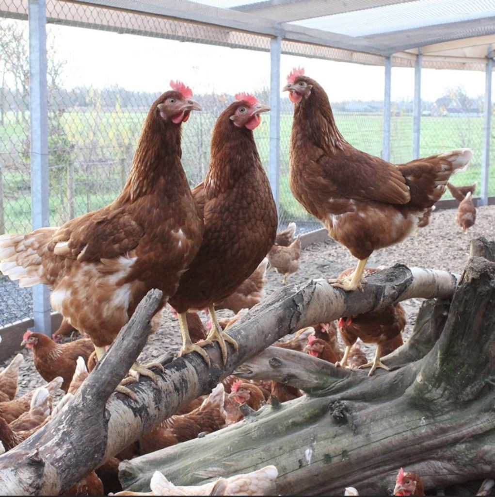 Rondeel Ewijk - Rijk van Nijmegen Boert Bewust