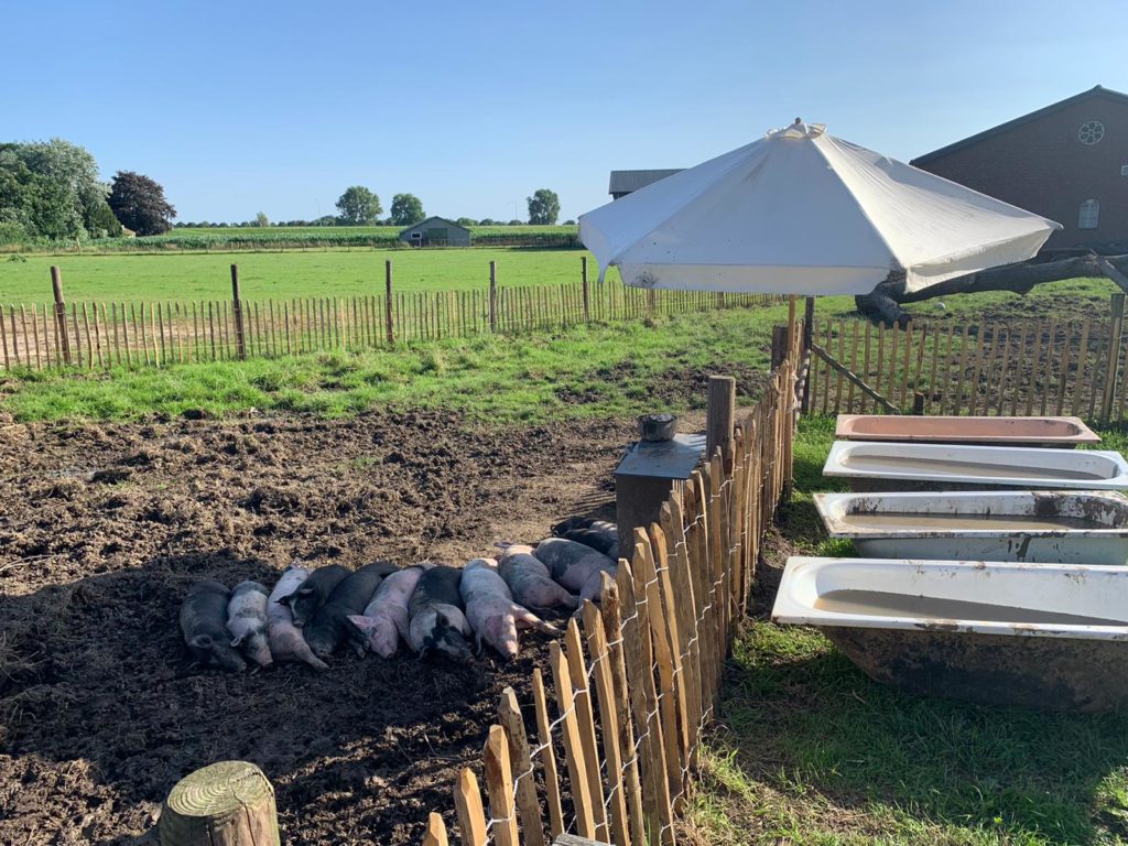 Modder Experience bij de Varkens - Rijk van Nijmegen Boert Bewust